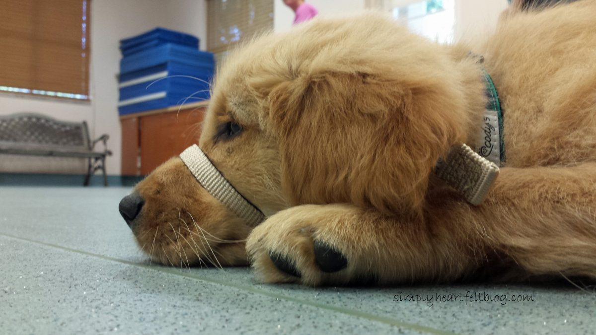 My Very First Puppy Class - 8/18/18 - Simply Heartfelt