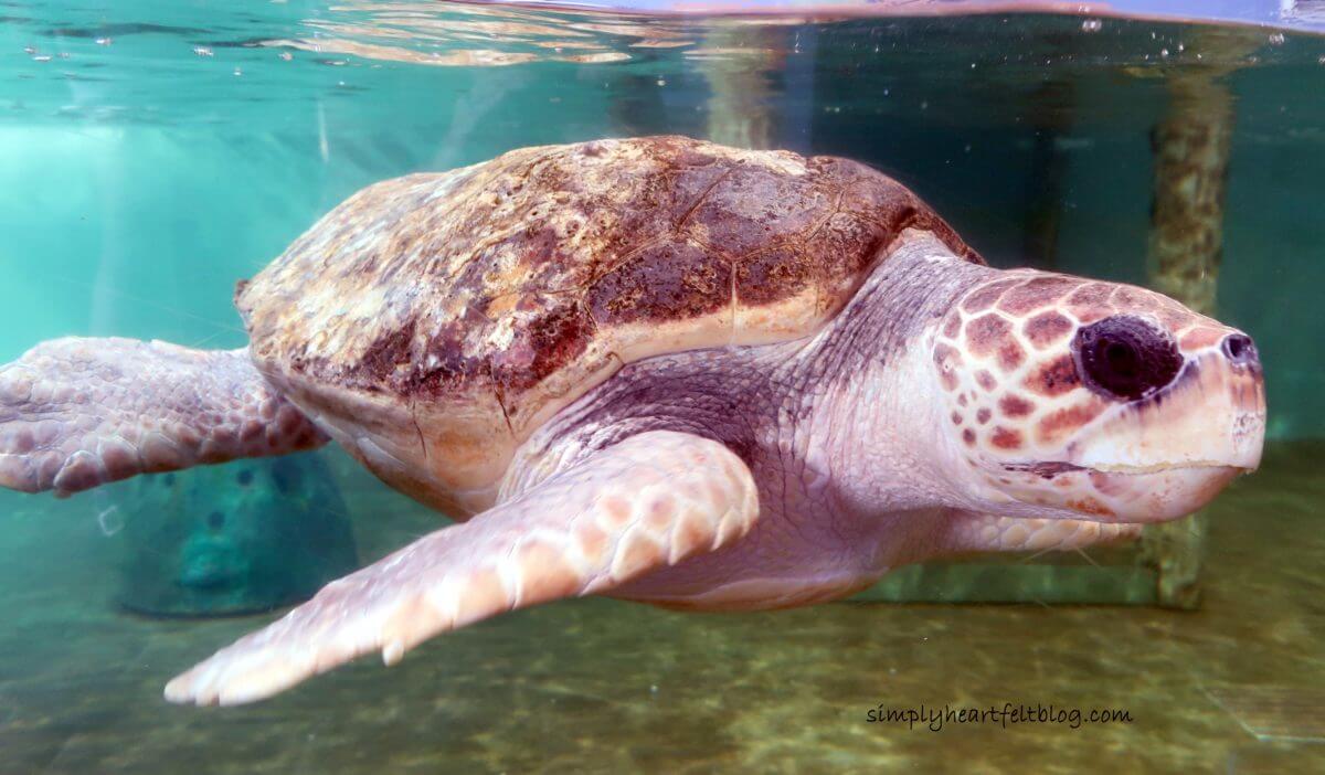 A Family Trip to Mote Marine Laboratory & Aquarium - Simply Heartfelt