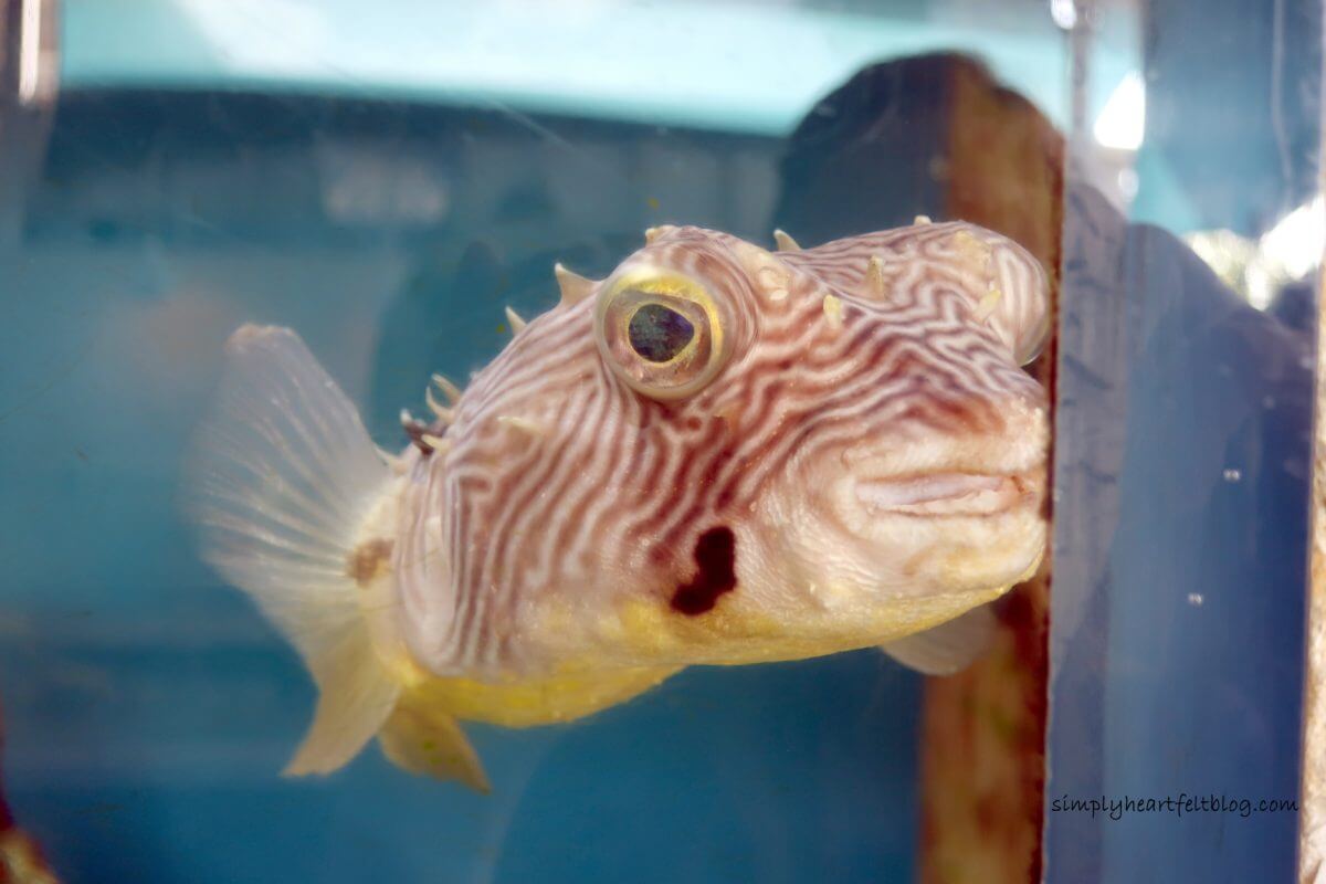A Family Trip to Mote Marine Laboratory & Aquarium - Simply Heartfelt